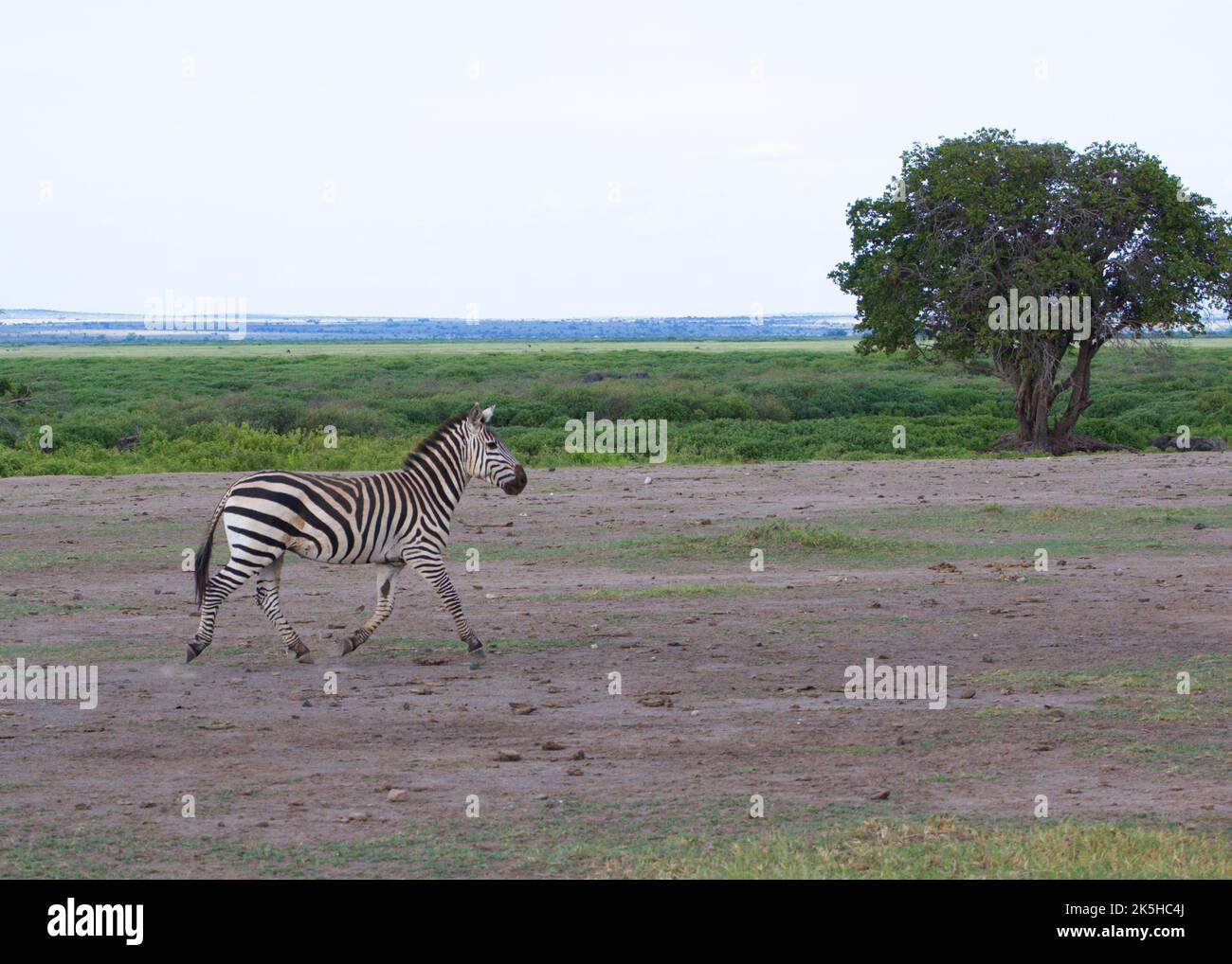 Plain animals hi-res stock photography and images - Alamy