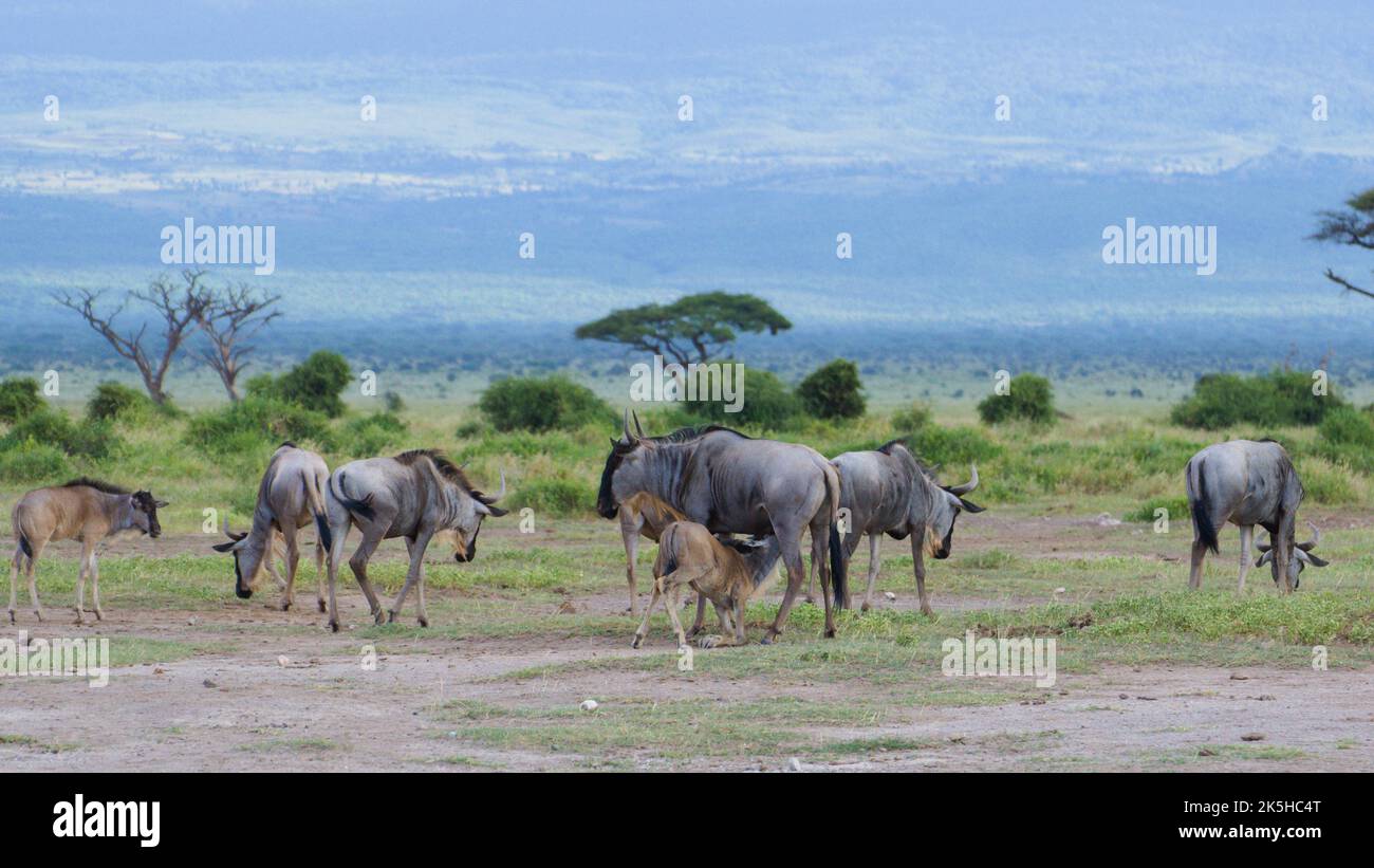 Herd wild animals in grass hi-res stock photography and images - Alamy