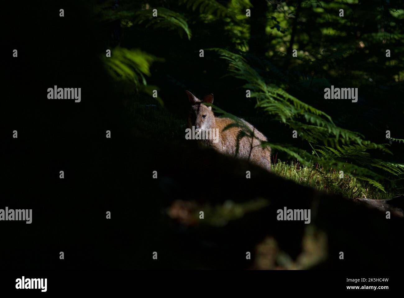 Red-necked wallaby hiding behind trees in a woodland on Inchconnachan ...