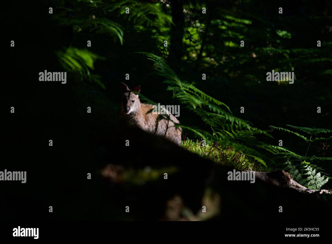 Red-necked wallaby on Inchconnachan Island, Loch Lomond and The ...
