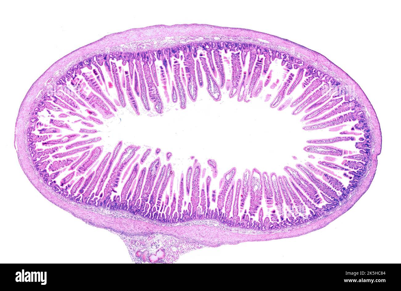 Low power light microscope micrograph showing a cross section of a rat ...