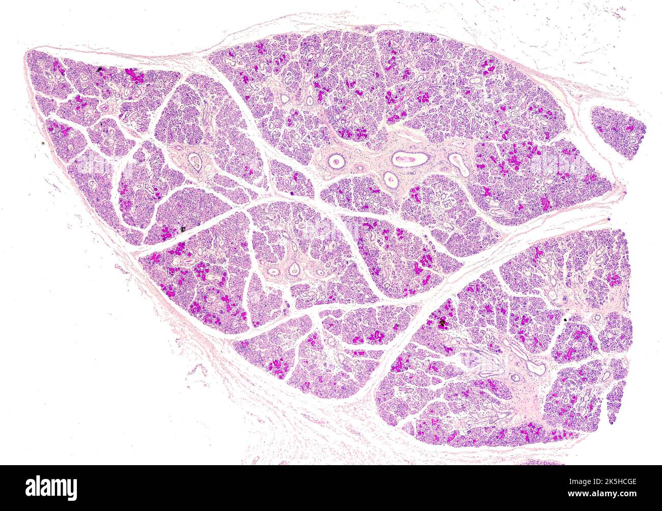 Low power light microscope micrograph of a human submandibular or ...