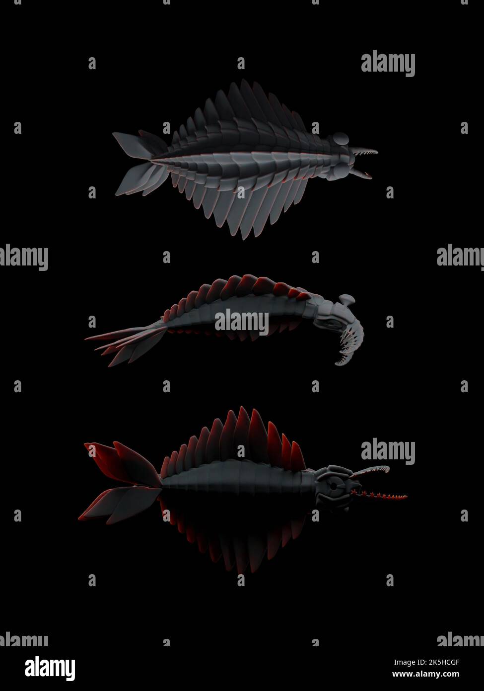 Fossil reconstruction of Anomalocaris Canadensis from middle Cambrian ...