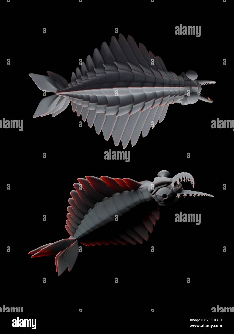 Fossil reconstruction of Anomalocaris Canadensis from middle Cambrian ...