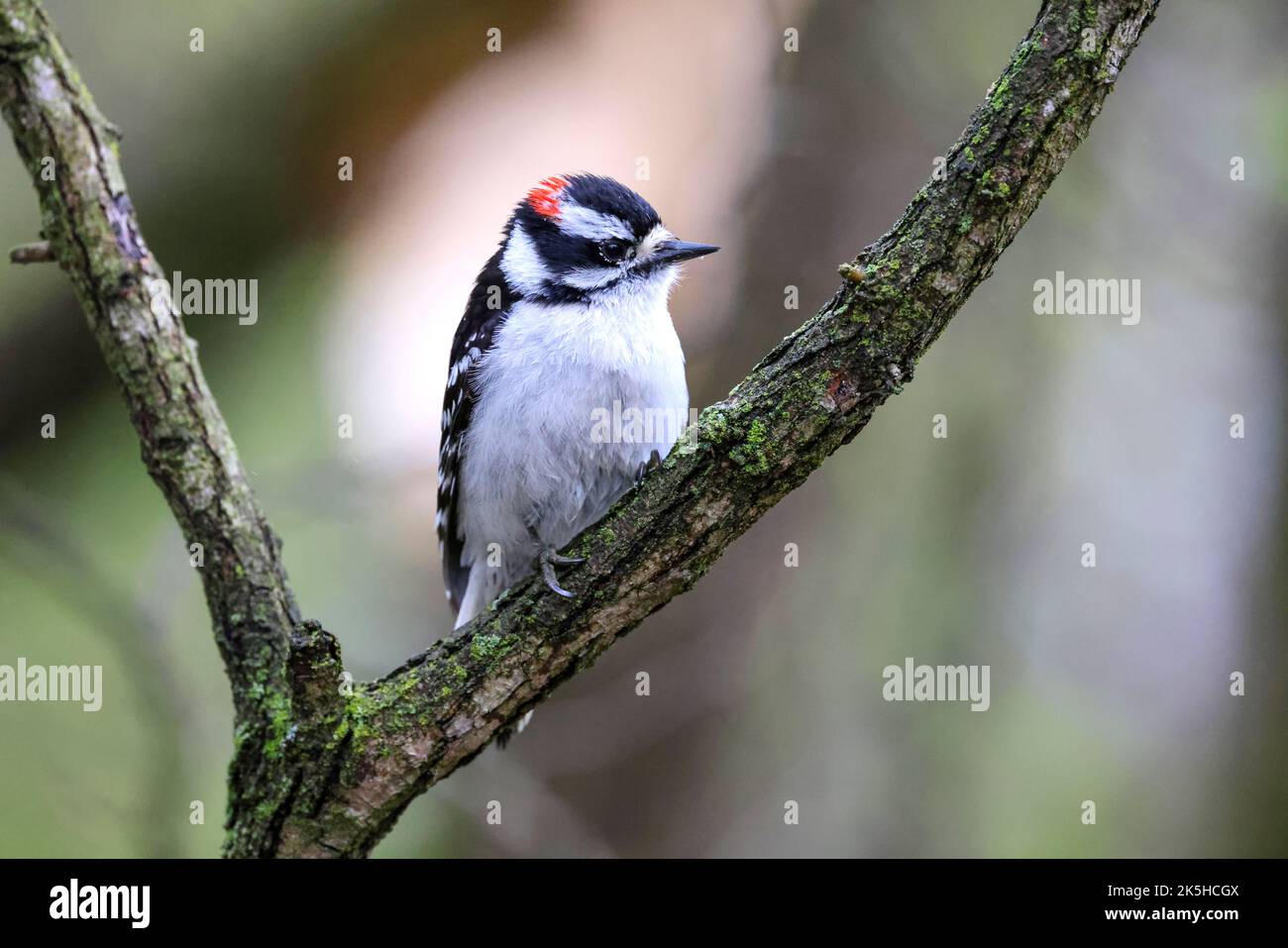 A downy woodpecker (Dryobates pubescens) on a branch Stock Photo - Alamy