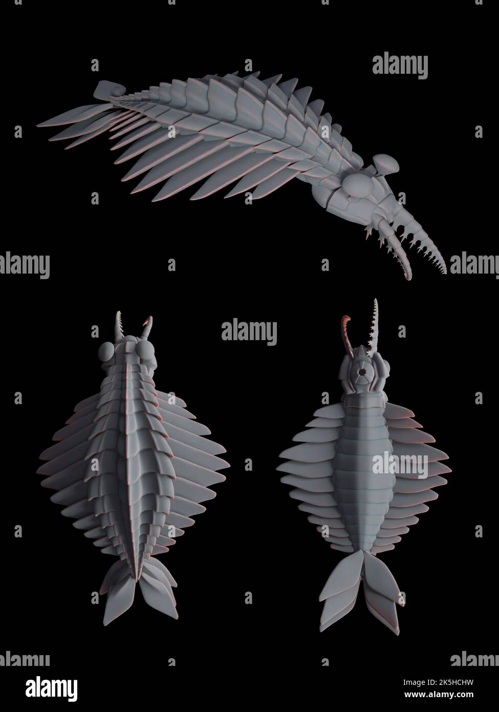 Fossil reconstruction of Anomalocaris Canadensis from middle Cambrian ...