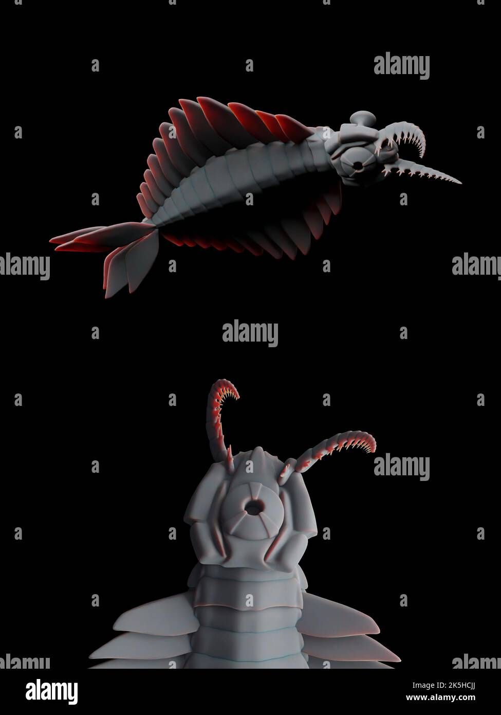 Fossil reconstruction of Anomalocaris Canadensis from middle Cambrian ...