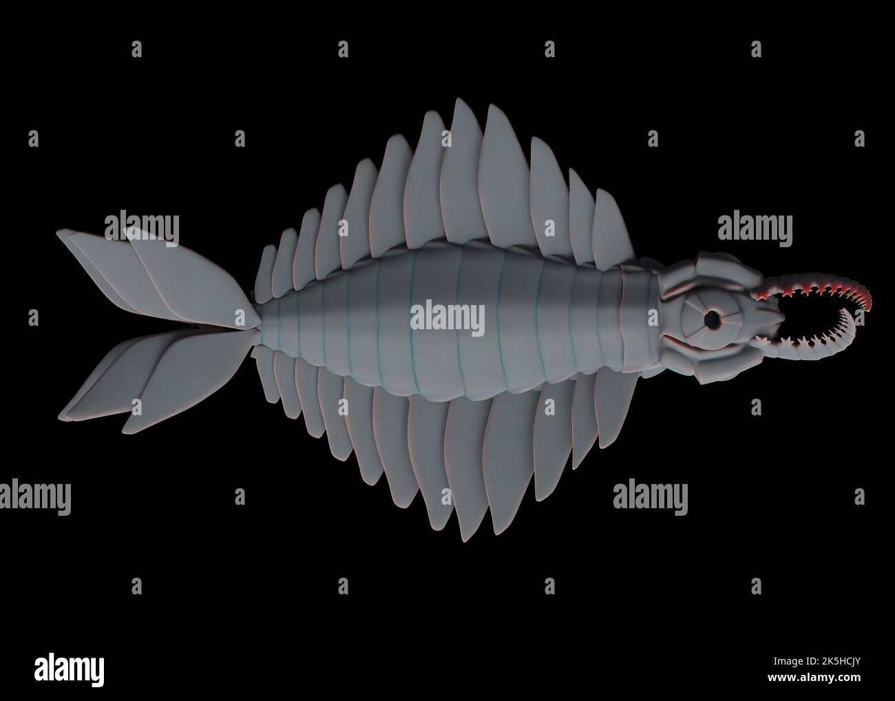 Ventral view of Anomalocaris Canadensis from middle Cambrian period ...