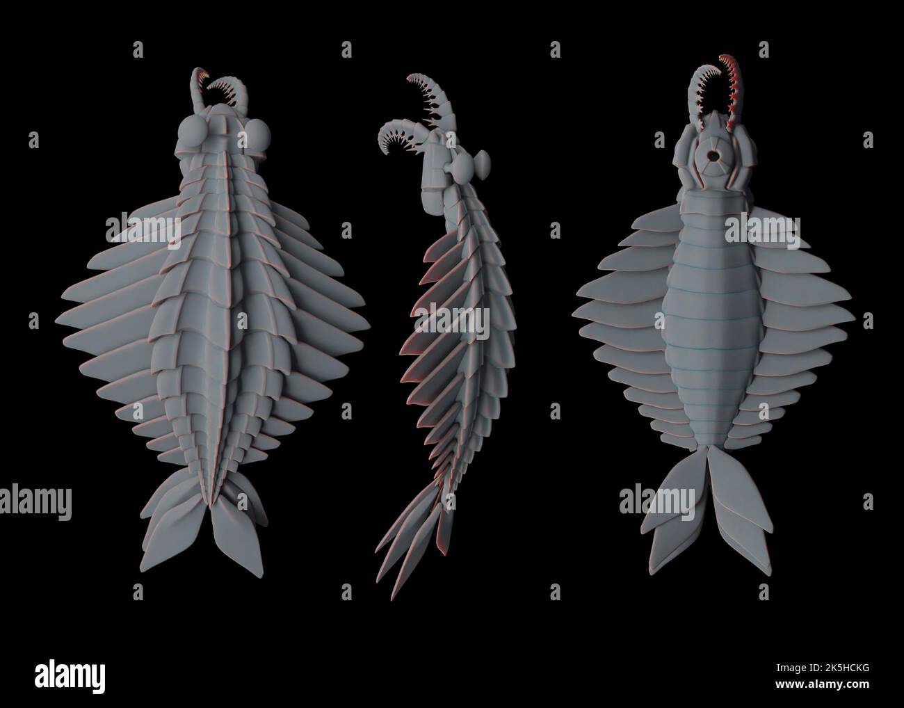 Fossil reconstruction of Anomalocaris Canadensis from middle Cambrian ...