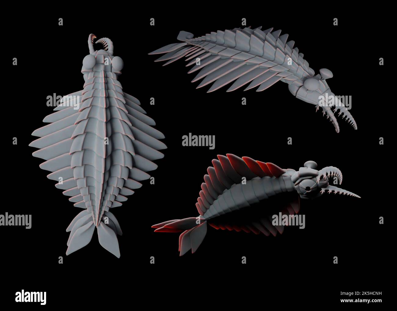 Anomalocaris trilobite hi-res stock photography and images - Alamy