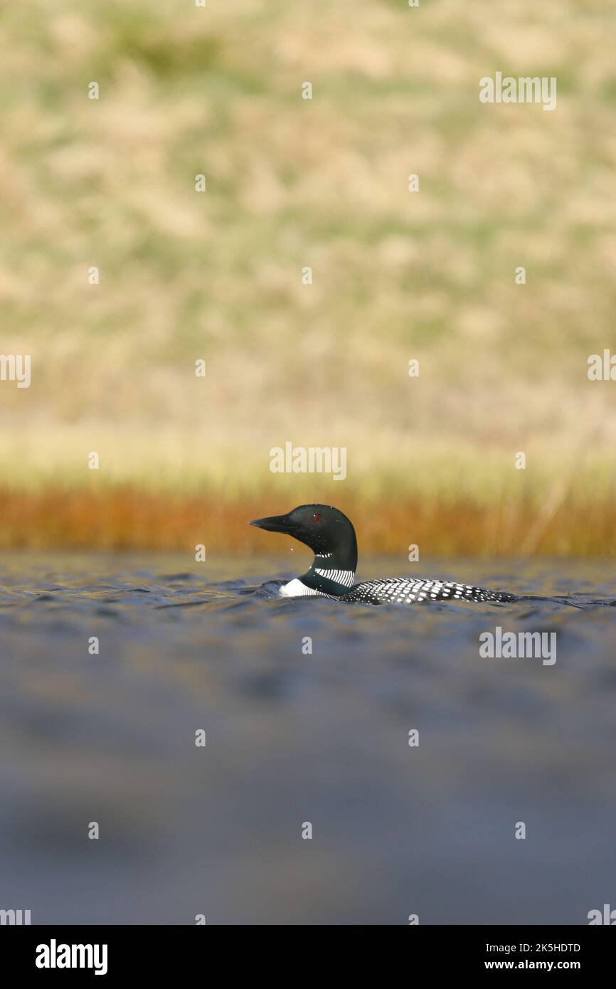 Great northern diver, Iceland, Great northern loon Stock Photo - Alamy