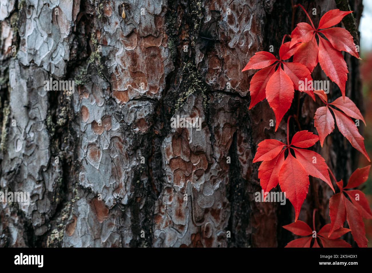 Autumn background tree bark with red Virginia creeper leaves ...