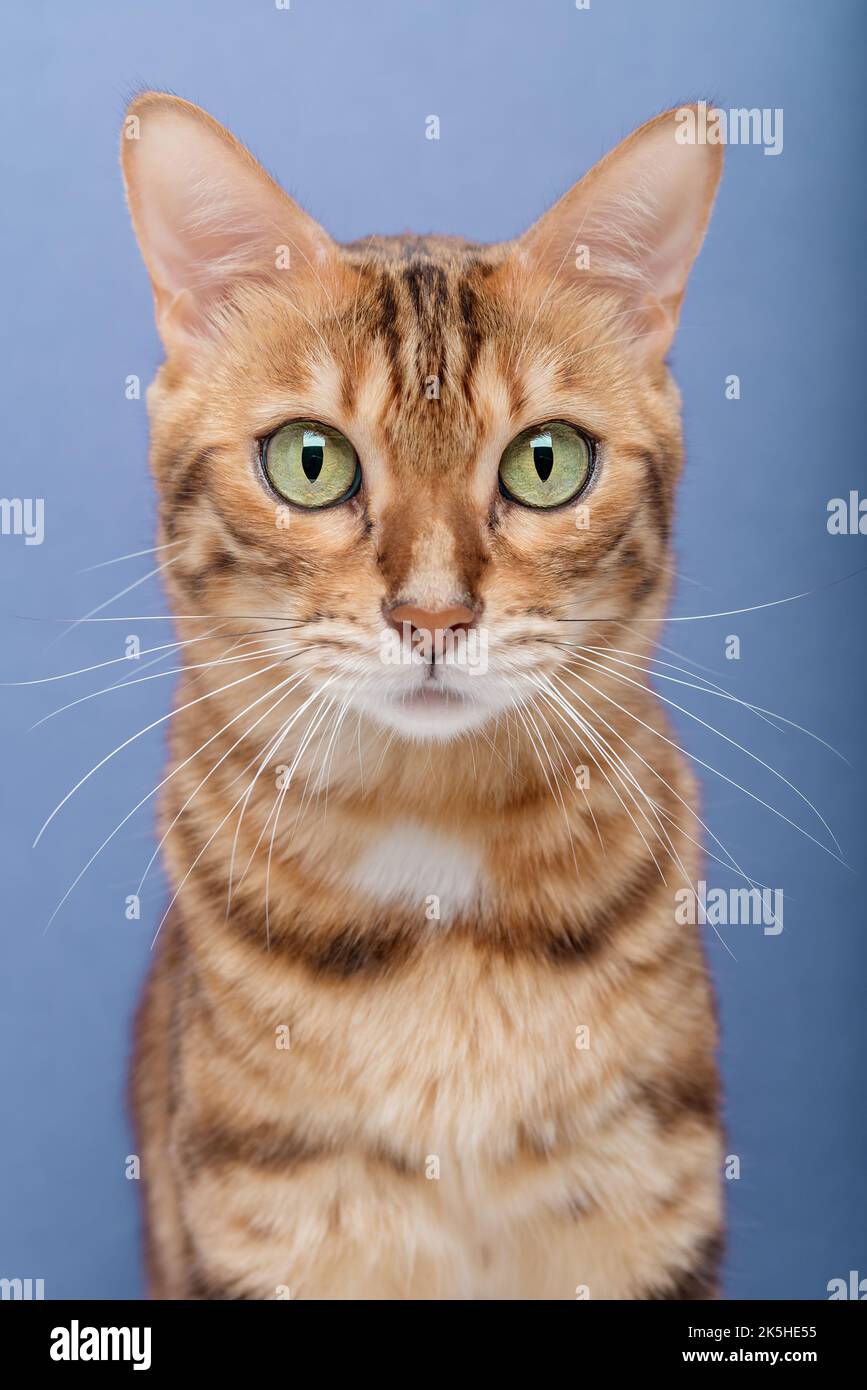 Purebred cat on a blue background. The cat is isolated. Portrait of a ...