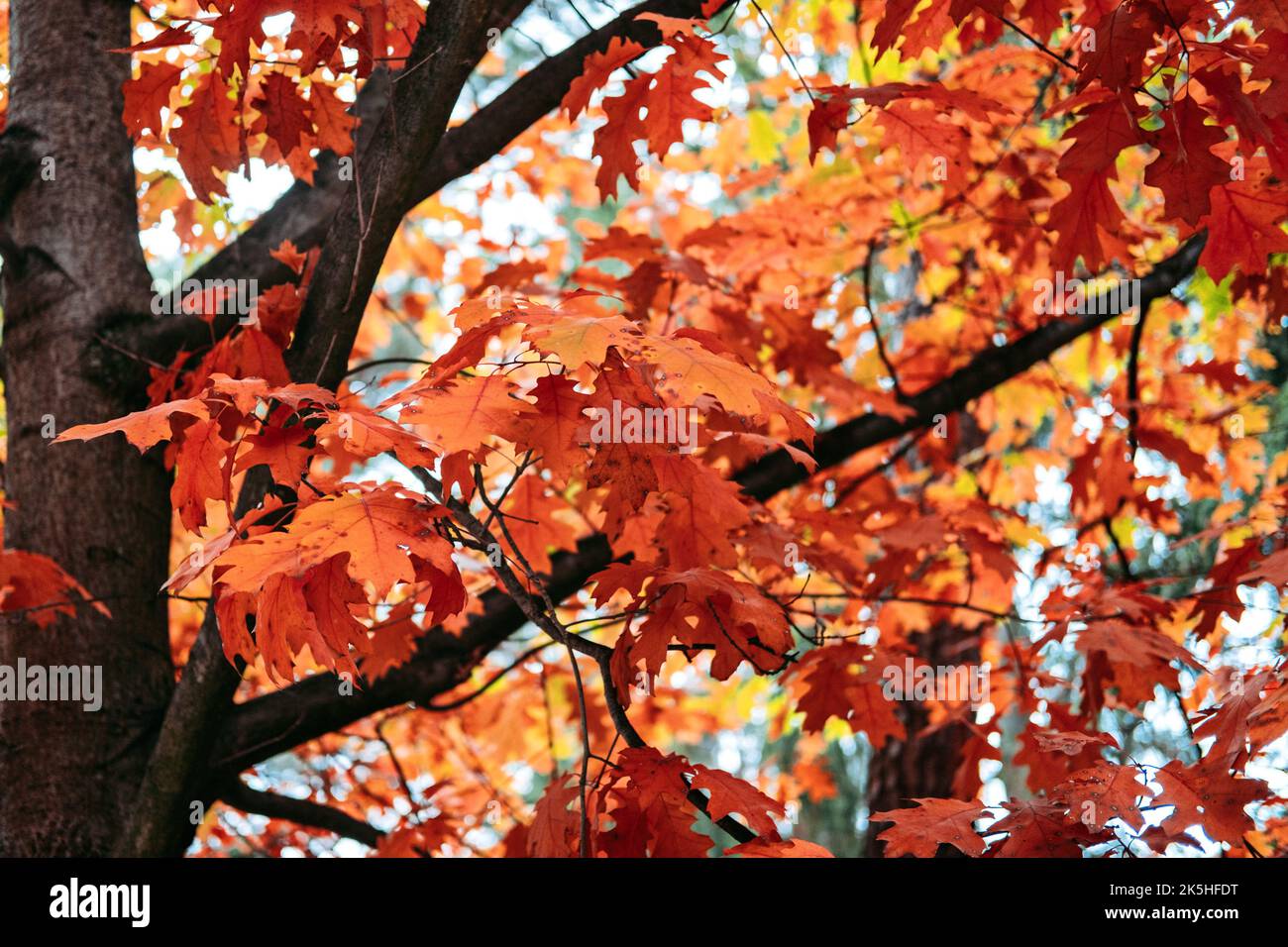 Beautiful trees that turn red in autumn. Red oak quercus rubra tree ...