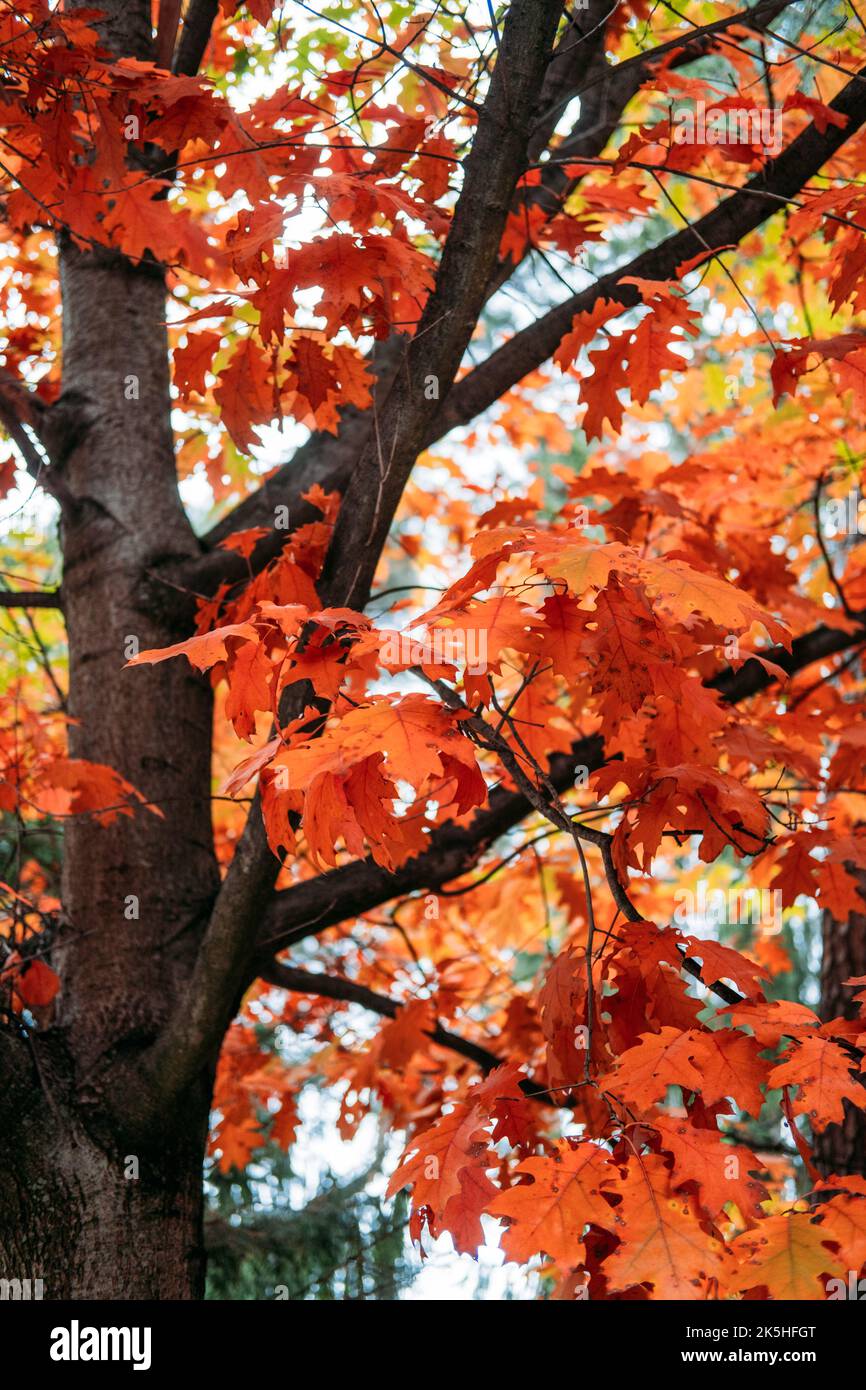 Beautiful trees that turn red in autumn. Red oak quercus rubra tree ...