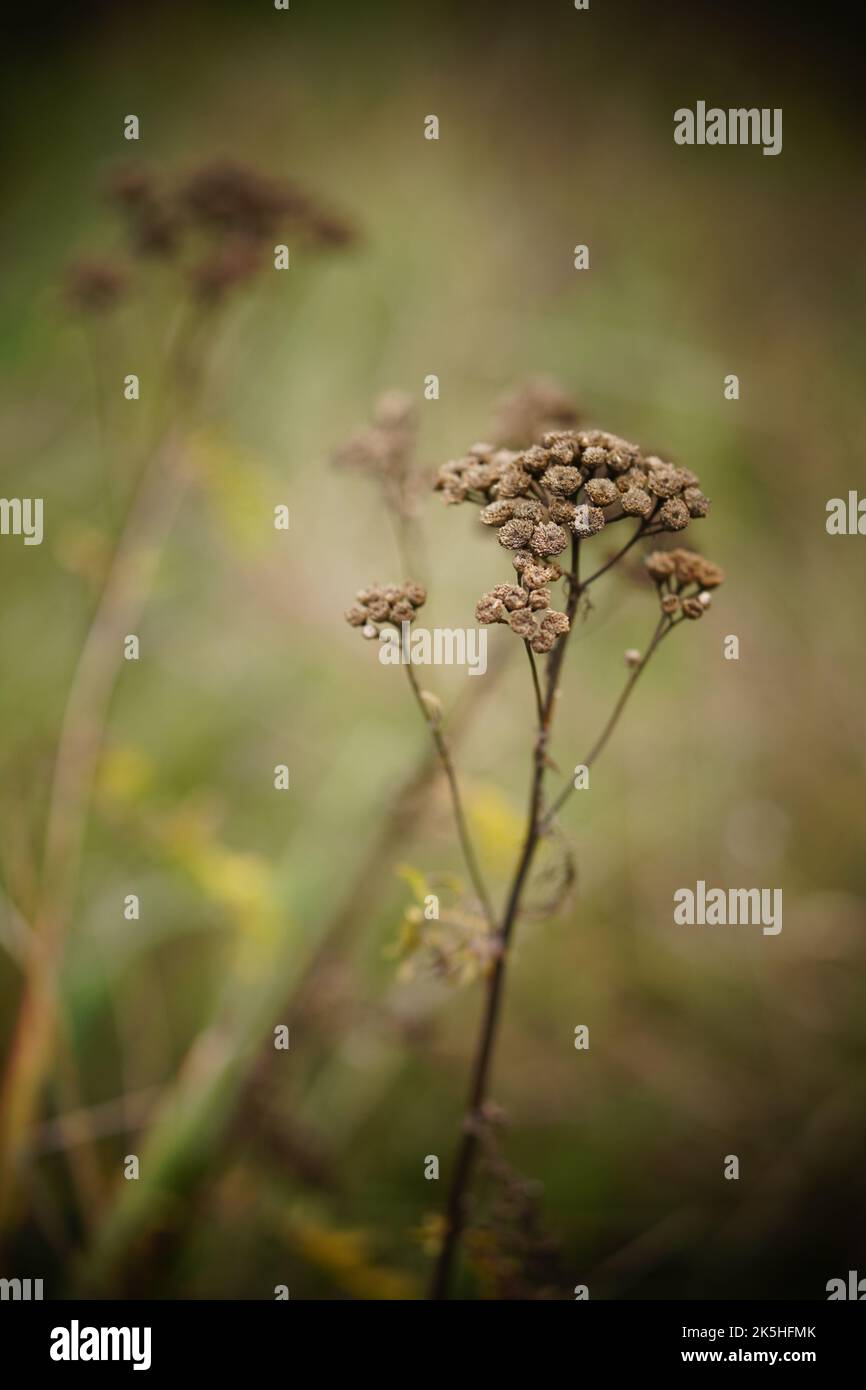A Selective focus of a branch of Yarrow (Achillea millefolium) plant in ...
