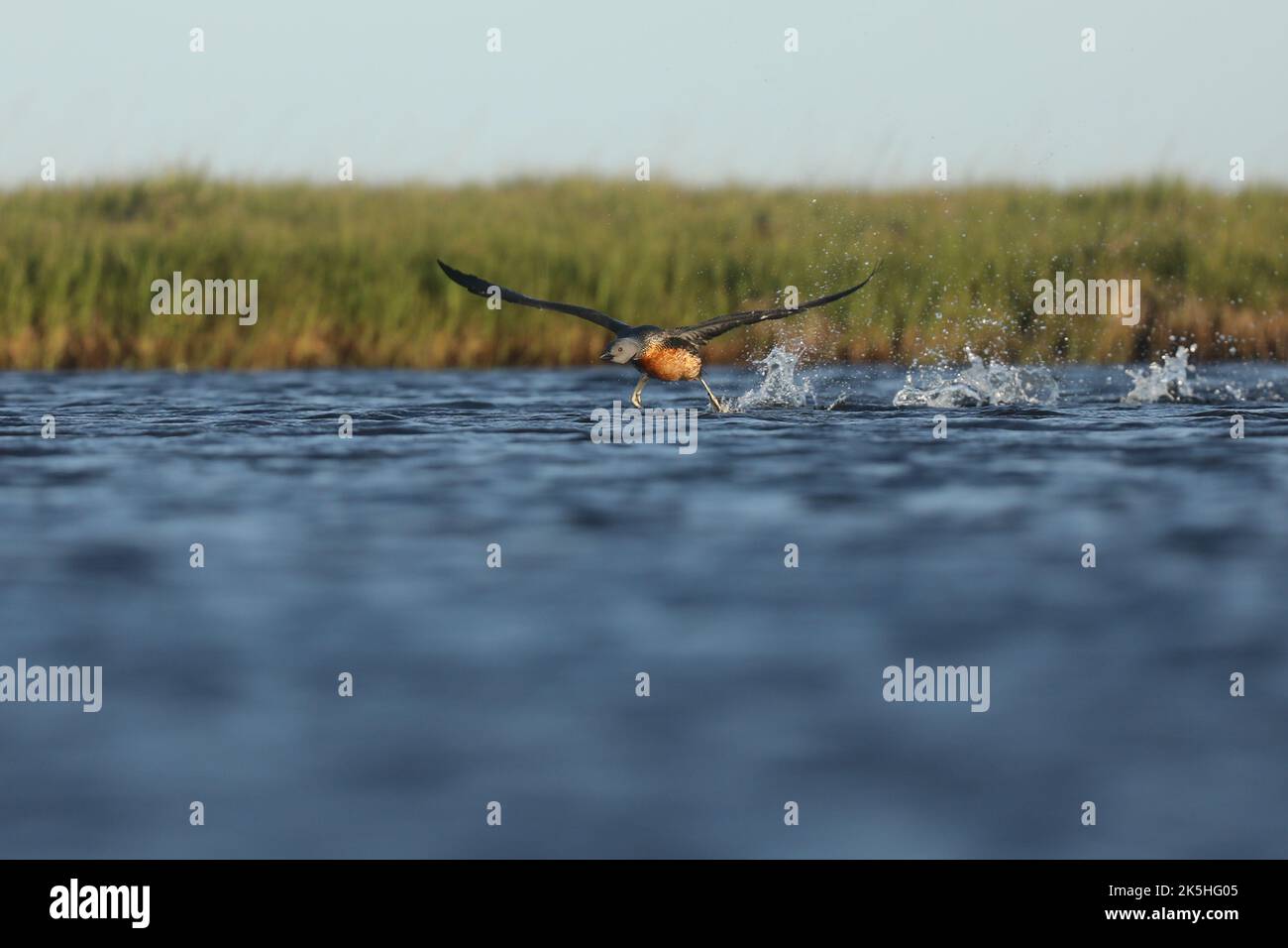 Flói bird reserve hi-res stock photography and images - Alamy