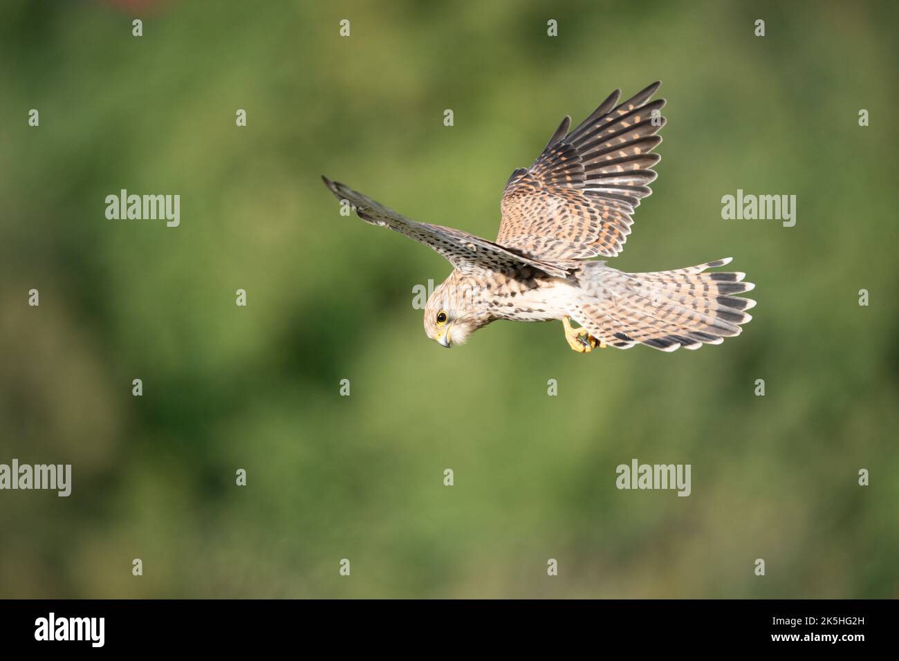Hovering above prey hi-res stock photography and images - Alamy