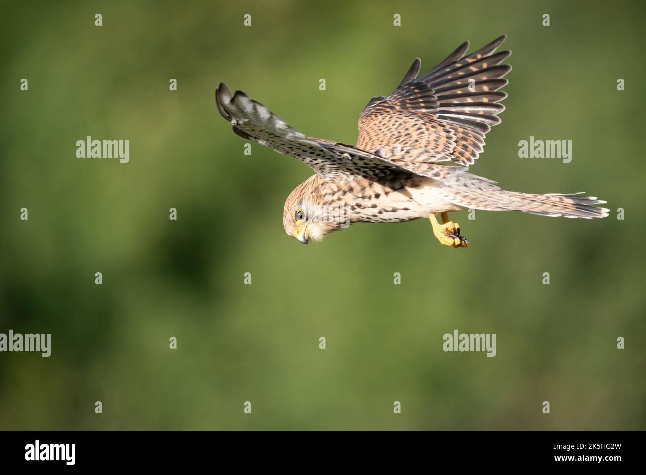 Birds that hover hi-res stock photography and images - Alamy