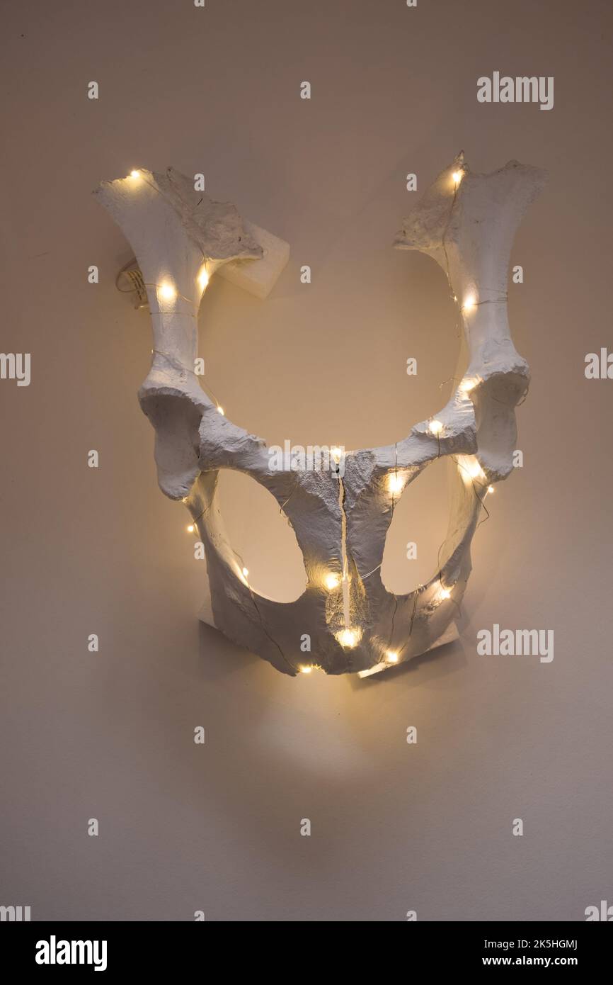 Halloween cow skull with garland lights inside on white background ...