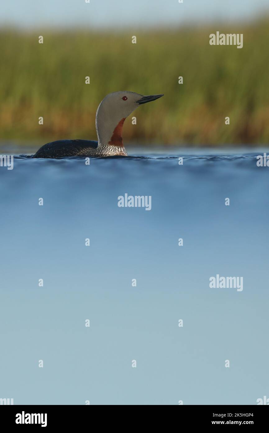 Flói bird reserve hi-res stock photography and images - Alamy