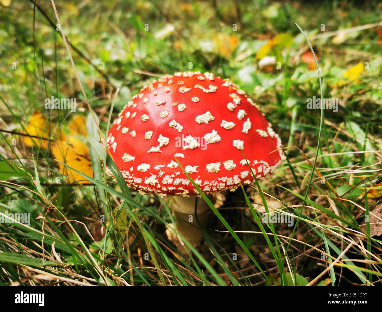 Beautiful fly agaric of bright red color in the forest grass Stock ...