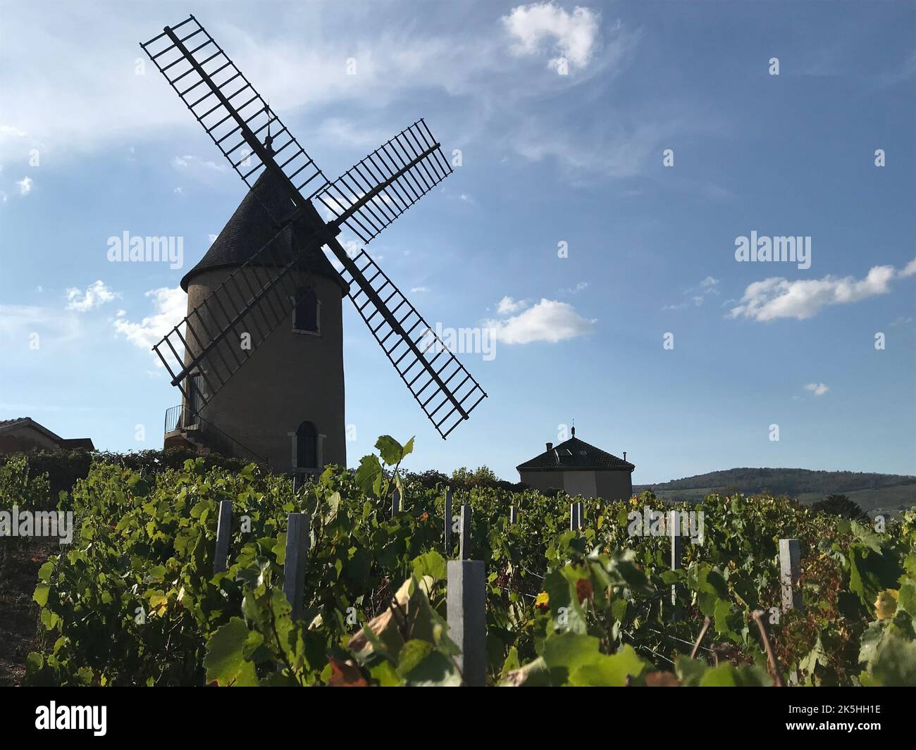 The windmill in the middle of Vineyard in Moulin-a-vent, Beaujolais ...
