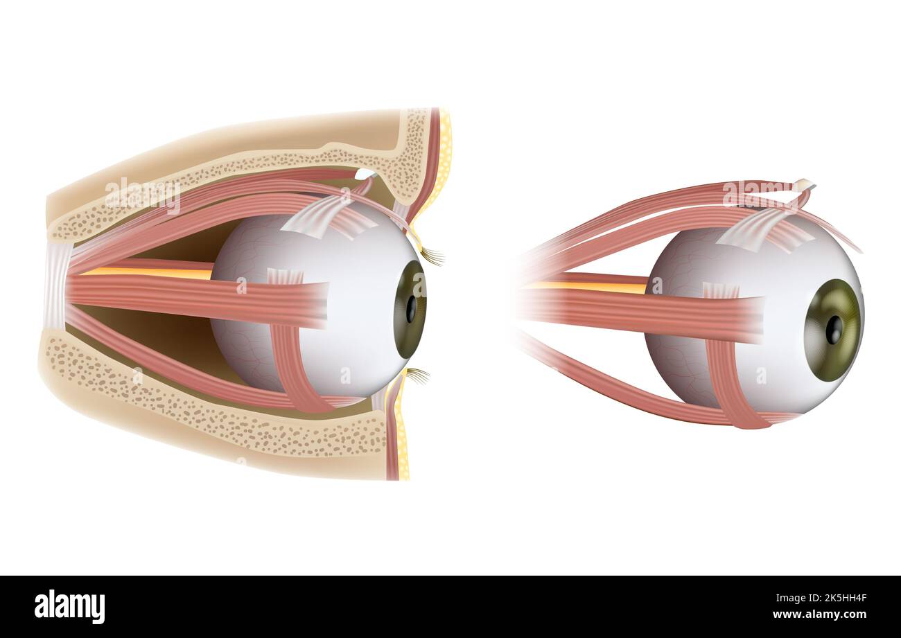 Human Eye Extraocular Muscles. Ophthalmology. Eyes muscles in side view ...