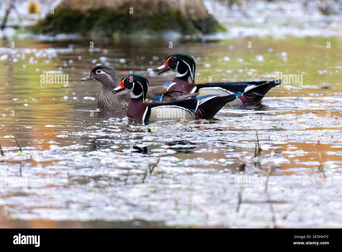 Beautiful female wood duck hi-res stock photography and images - Alamy