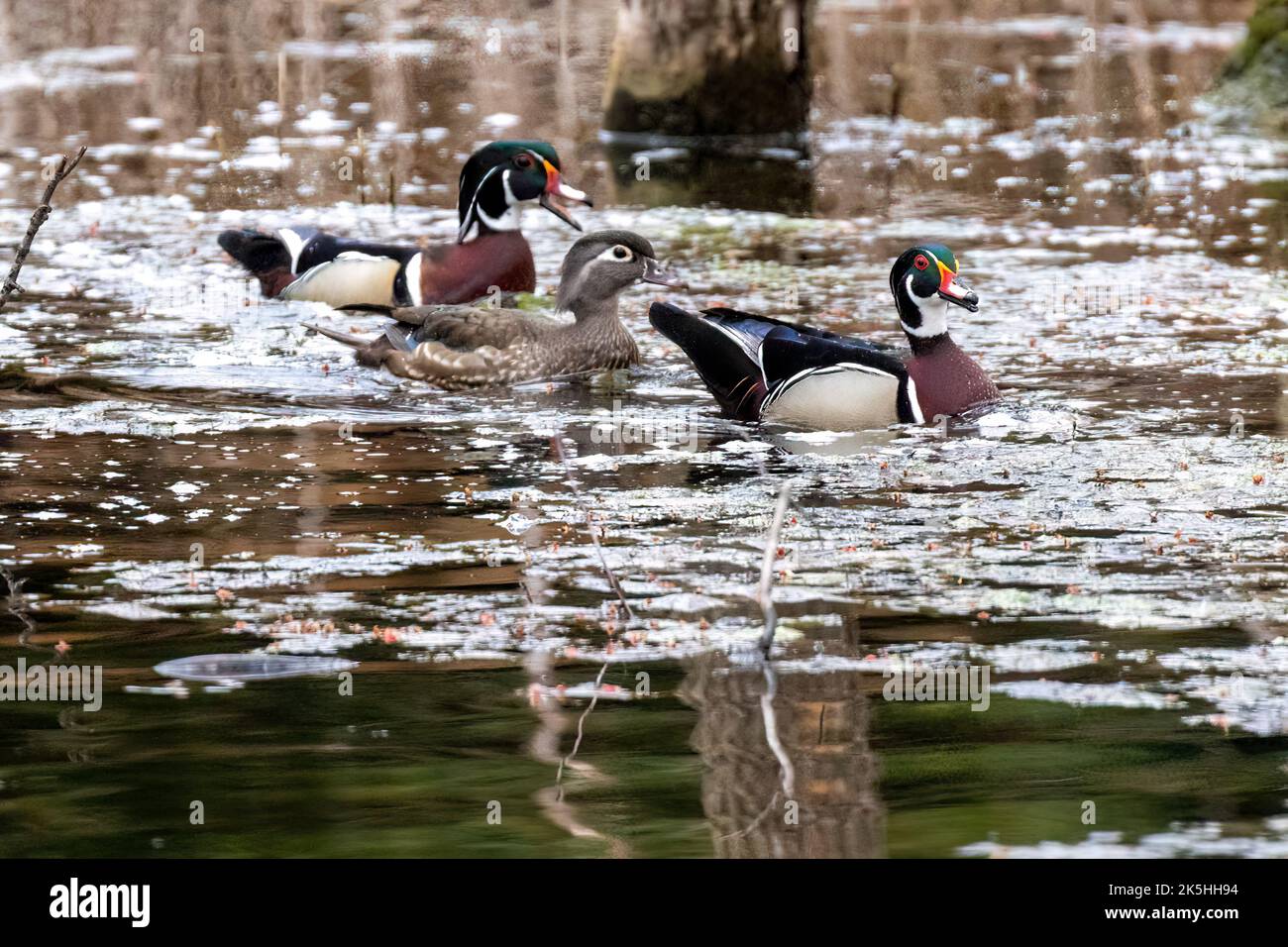 Female duck reflections on water hi-res stock photography and images ...
