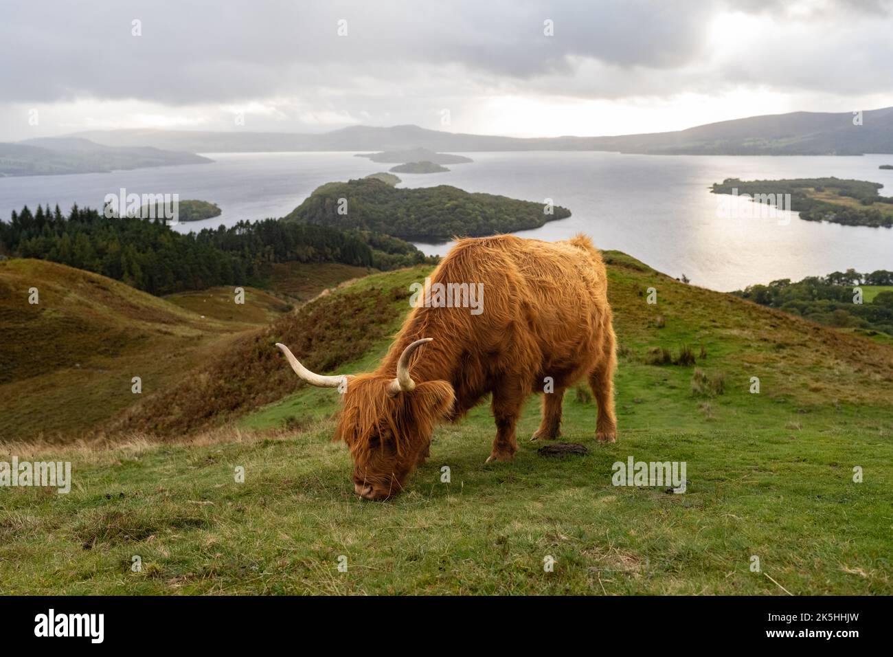 Highland cow conic hill hi-res stock photography and images - Alamy
