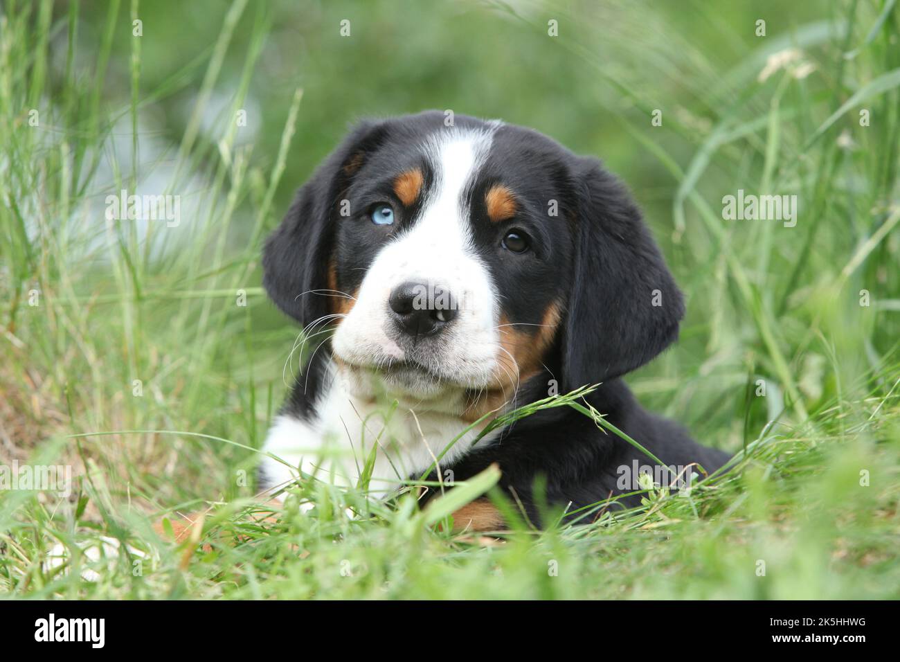 Beautiful puppy of Greater Swiss Mountain Dog looking at you Stock ...