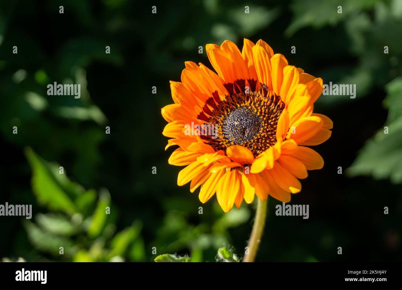 Venidium Orange Cape Daisy or Monarch of the Veldt single beautiful ...