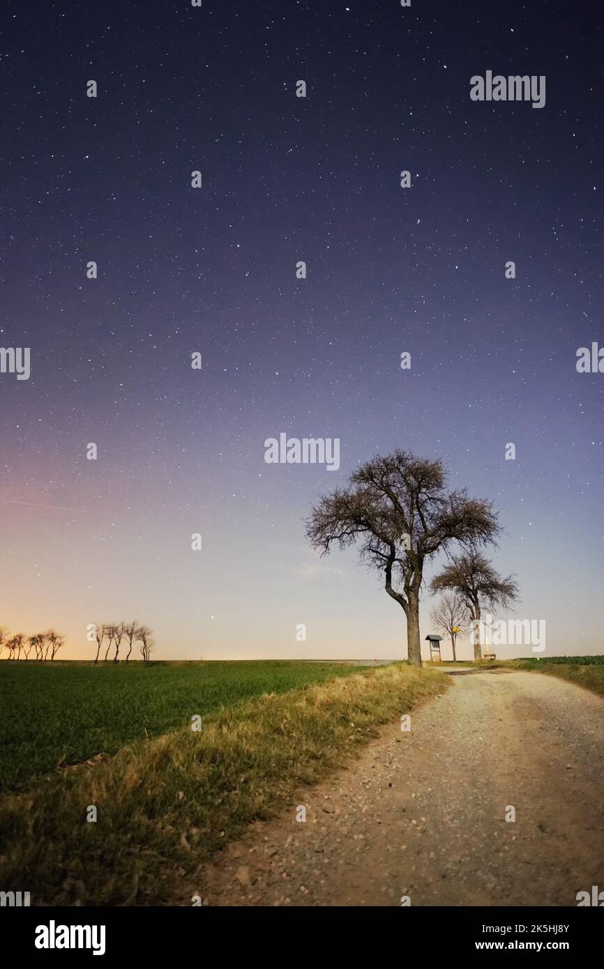 A vertical shot of wooden trees on a field in the sunset sky background ...