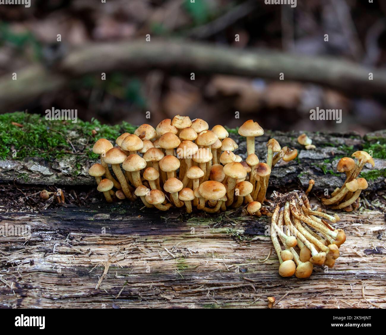 Sulphur parks hi-res stock photography and images - Alamy