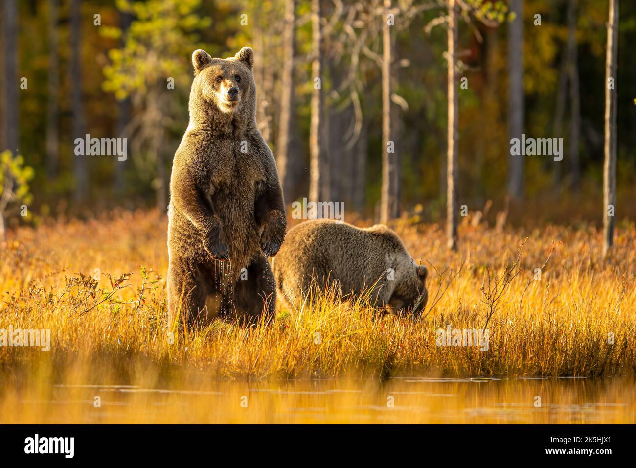 Wildlife in Finland. Bears, Wolverine and birds Stock Photo - Alamy