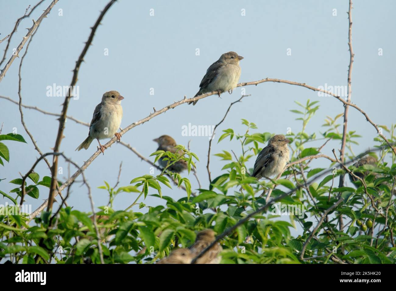 small birds on a thorny bush, Serbia Stock Photo - Alamy