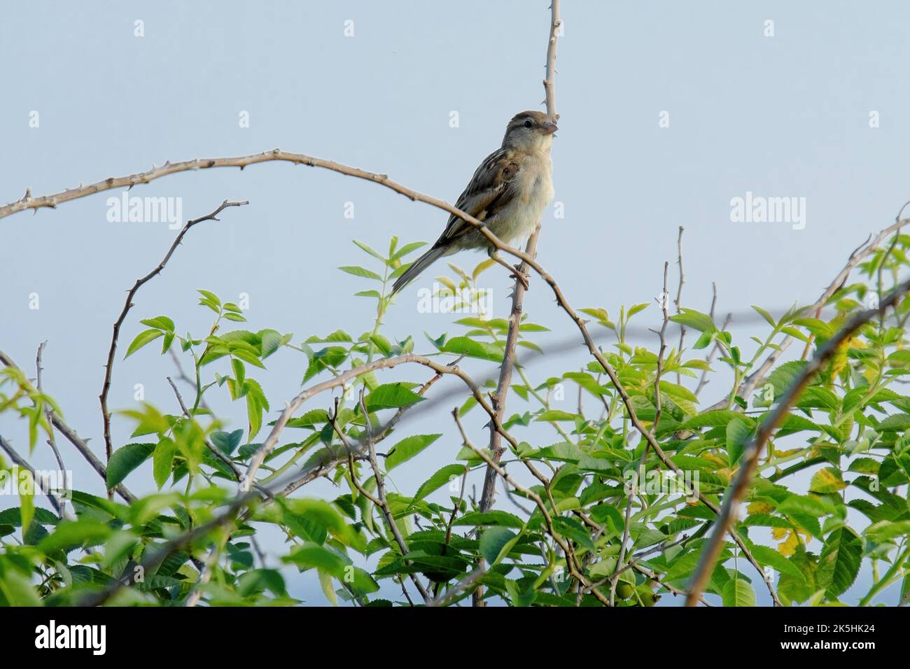 Serbia birds hi-res stock photography and images - Alamy