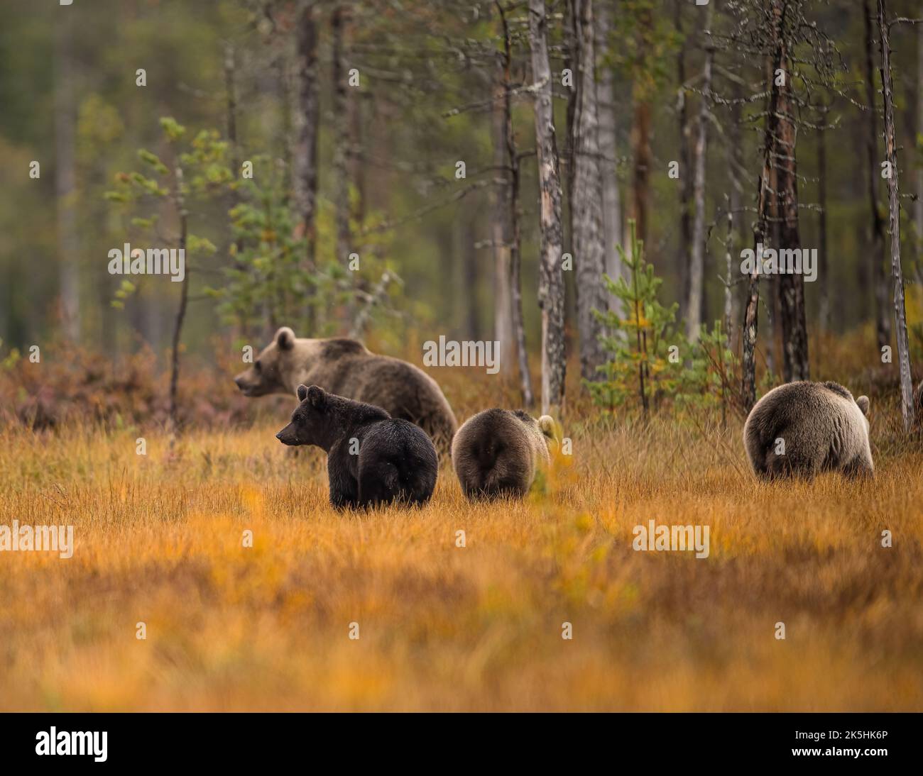 Wildlife in Finland. Bears, Wolverine and birds Stock Photo - Alamy
