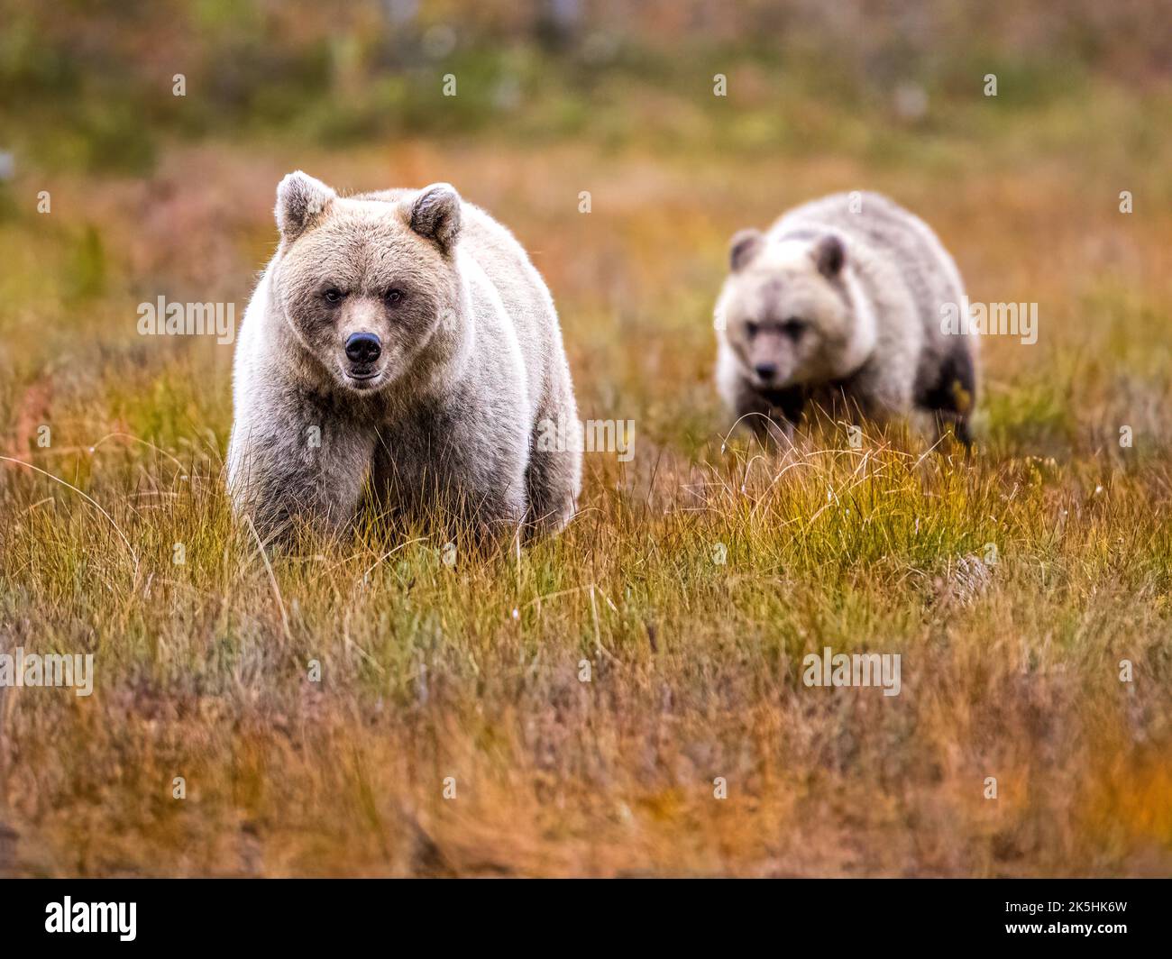 Wildlife in Finland. Bears, Wolverine and birds Stock Photo - Alamy