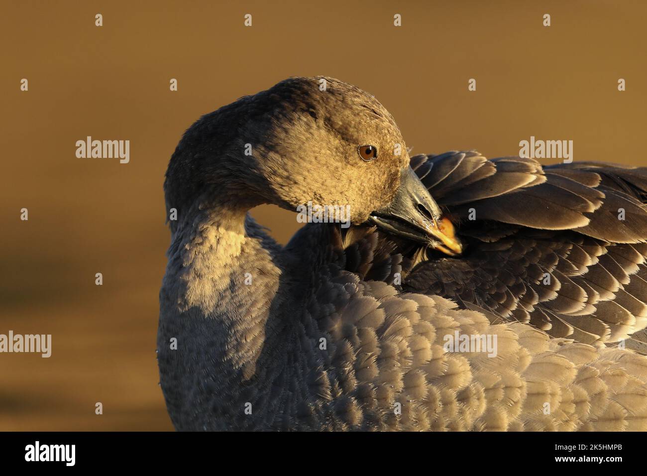 Tundra Bean Goose, Anser serrirostris, Apex Park Burnham-on-sea Stock ...