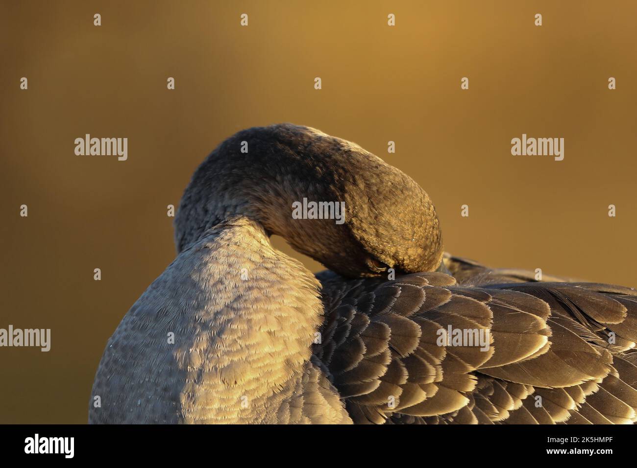 Tundra Bean Goose, Anser serrirostris, Apex Park Burnham-on-sea Stock ...