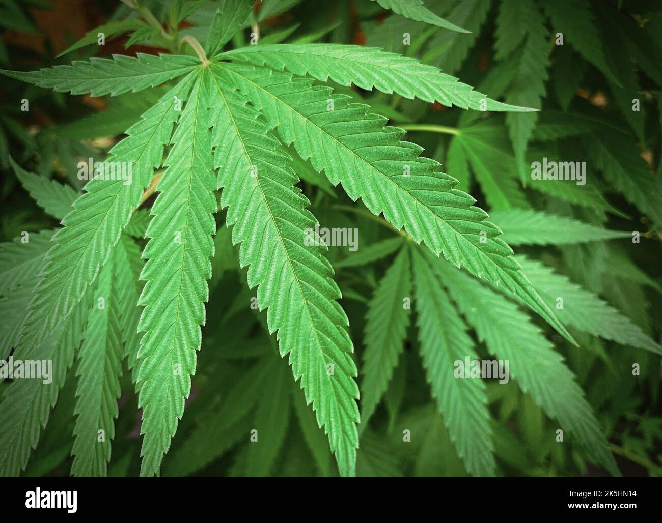 Full frame shot of Green Cannabis Marijuana leafs, Medical marijuana ...