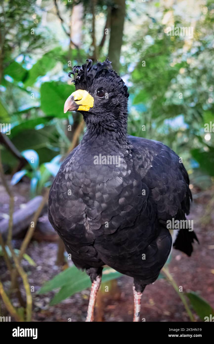 A vertical shot of a black curassow in the Parque das Aves in Brazil ...