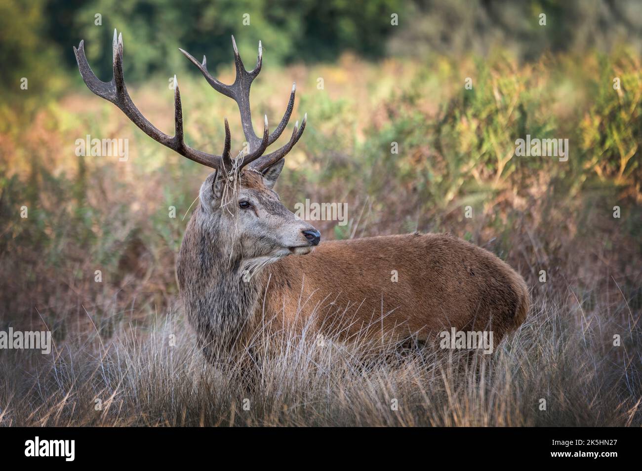 Adult male deer resting in the long dry grass Stock Photo - Alamy