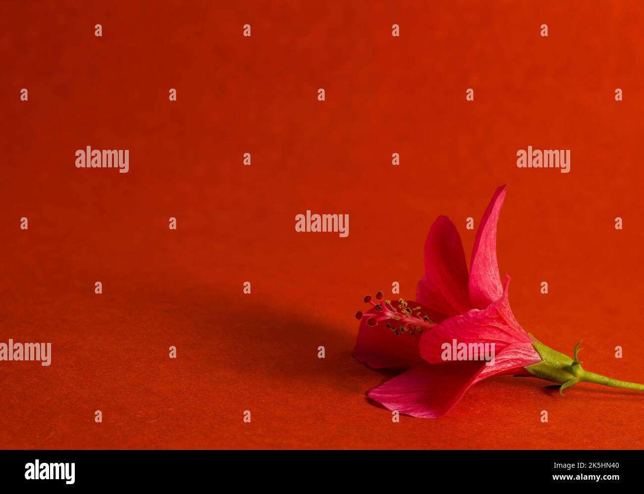 Photo of red china rose or hibiscus flower taken against red background ...