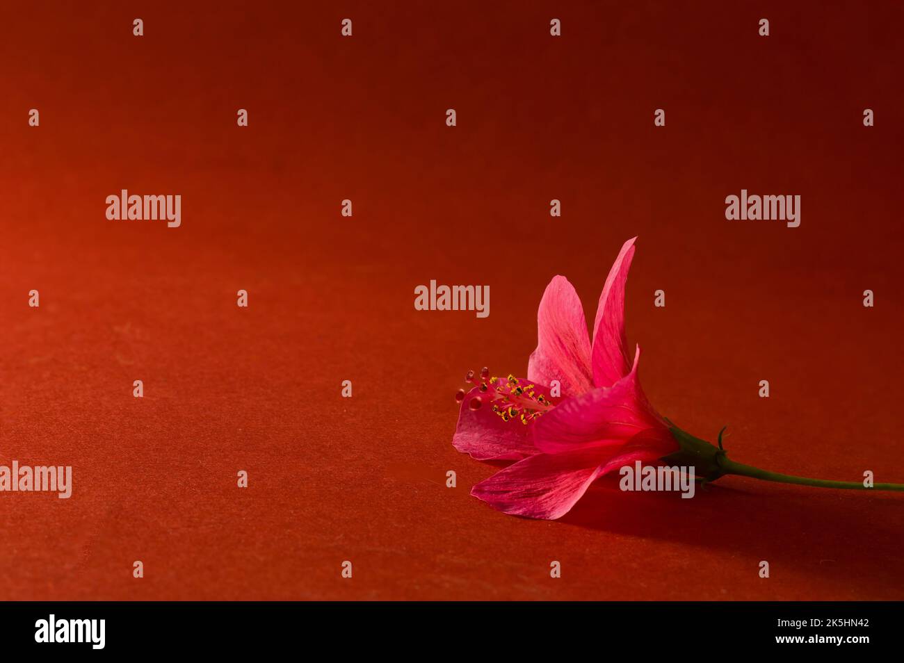 Photo of red china rose or hibiscus flower taken against red background ...