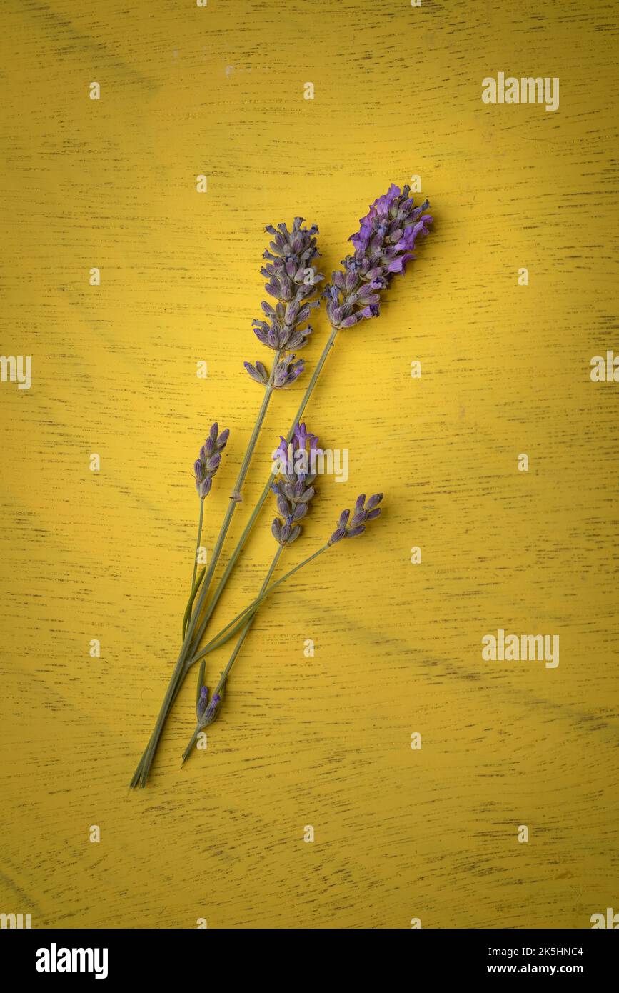 Lavender flower spring background beautiful hi-res stock photography ...