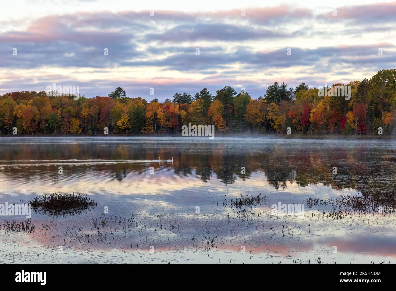 A pair of trumpeter swans swimming in the early morning light on Little ...