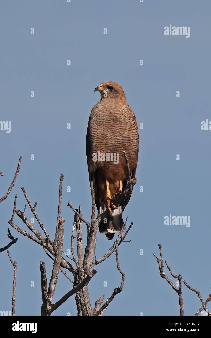Savanna Hawk (Buteogallus meridionalis) adult perched on top of dead ...